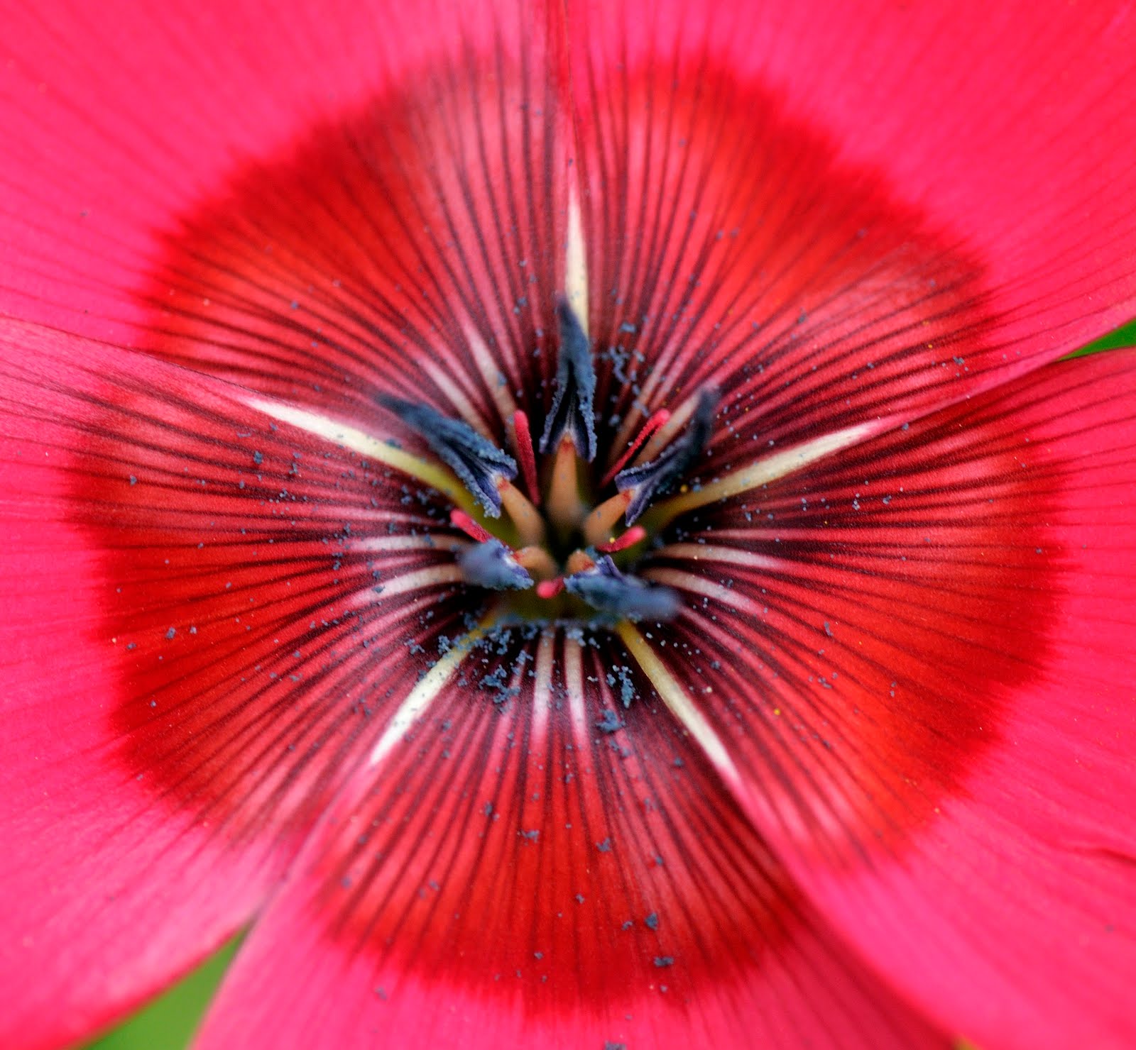 Pictureway: Des petites fleurs de mon jardin, lin rouge et fleur d ...
