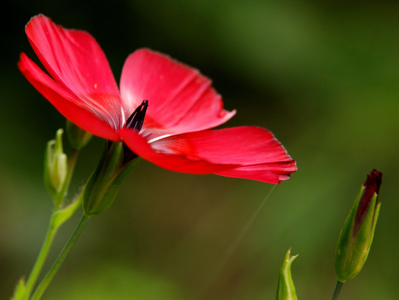 Pictureway: Des petites fleurs de mon jardin, lin rouge et fleur d ...