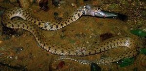 ragam reptil diindonesia: Ular Bandotan Tutul
