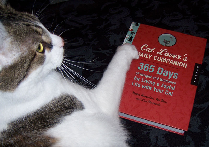 Boris Kitty - 4 Paws for a Cause Haz moved to BorisKitty.com: Book ...