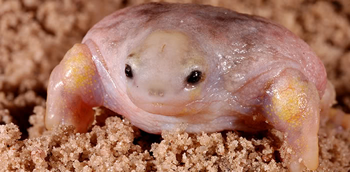 Turtle frog (Myobatrachus gouldi) | Reptile Forums