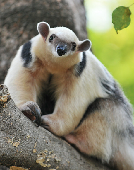 Must SHNUGGLE this Tamandua | Featured Creature