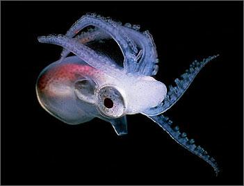 Curl Up with a Blanket Octopus | Featured Creature