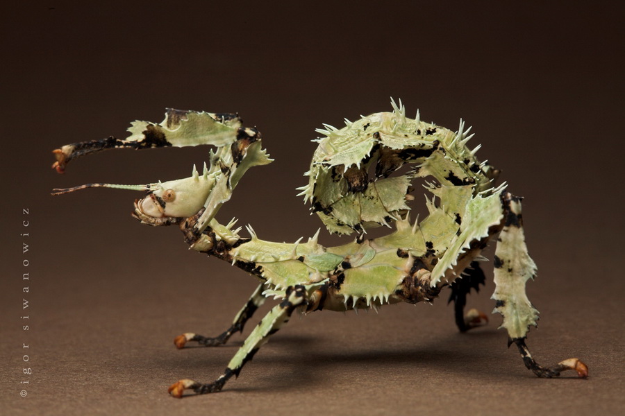 Cool Pictures of Alien Insects - Insect Macro Photography