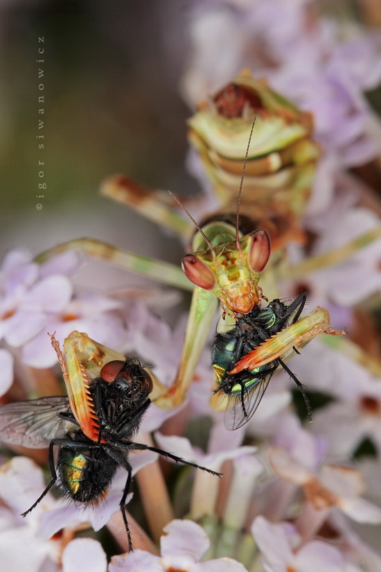 Cool Pictures of Alien Insects - Insect Macro Photography