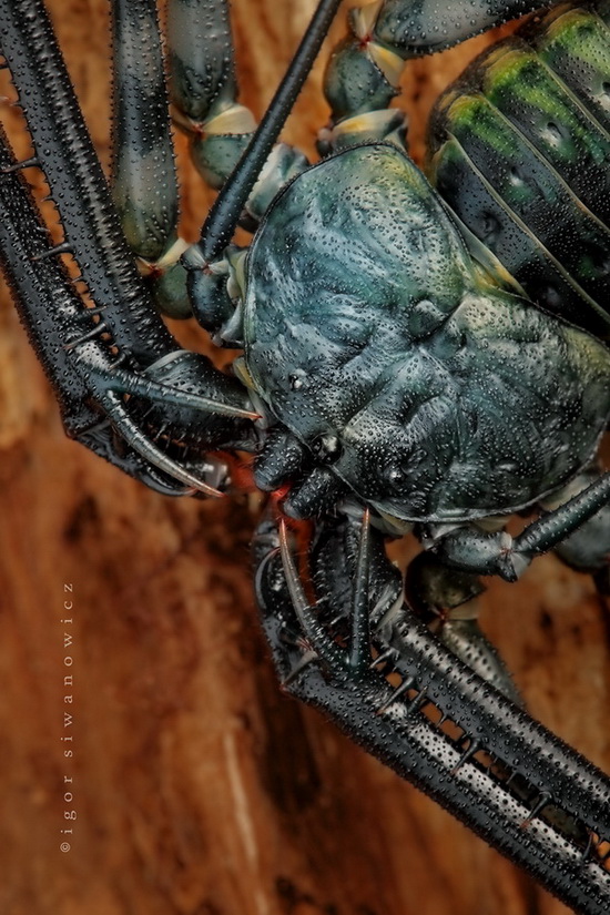 Cool Pictures of Alien Insects - Insect Macro Photography