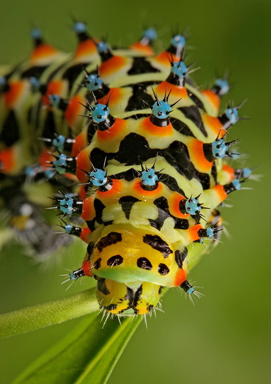 Cool Pictures of Alien Insects - Insect Macro Photography