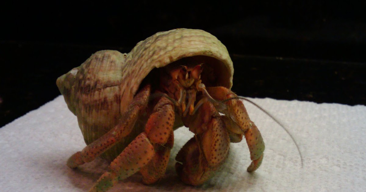 35WPM: Hermit Crab Cakes