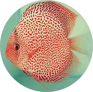 All About Discus Fish