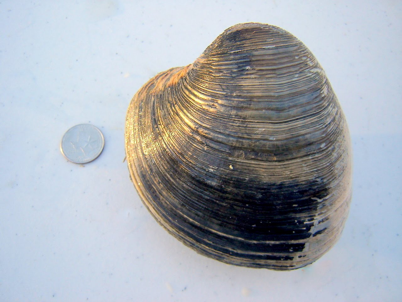 professor fish heads: Whelks, clams, and periwinkles (oysters, too)