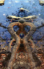 Blue Turtle Moon: SYMPTOMS OF HIGHER VIBRATIONAL AWARENESS