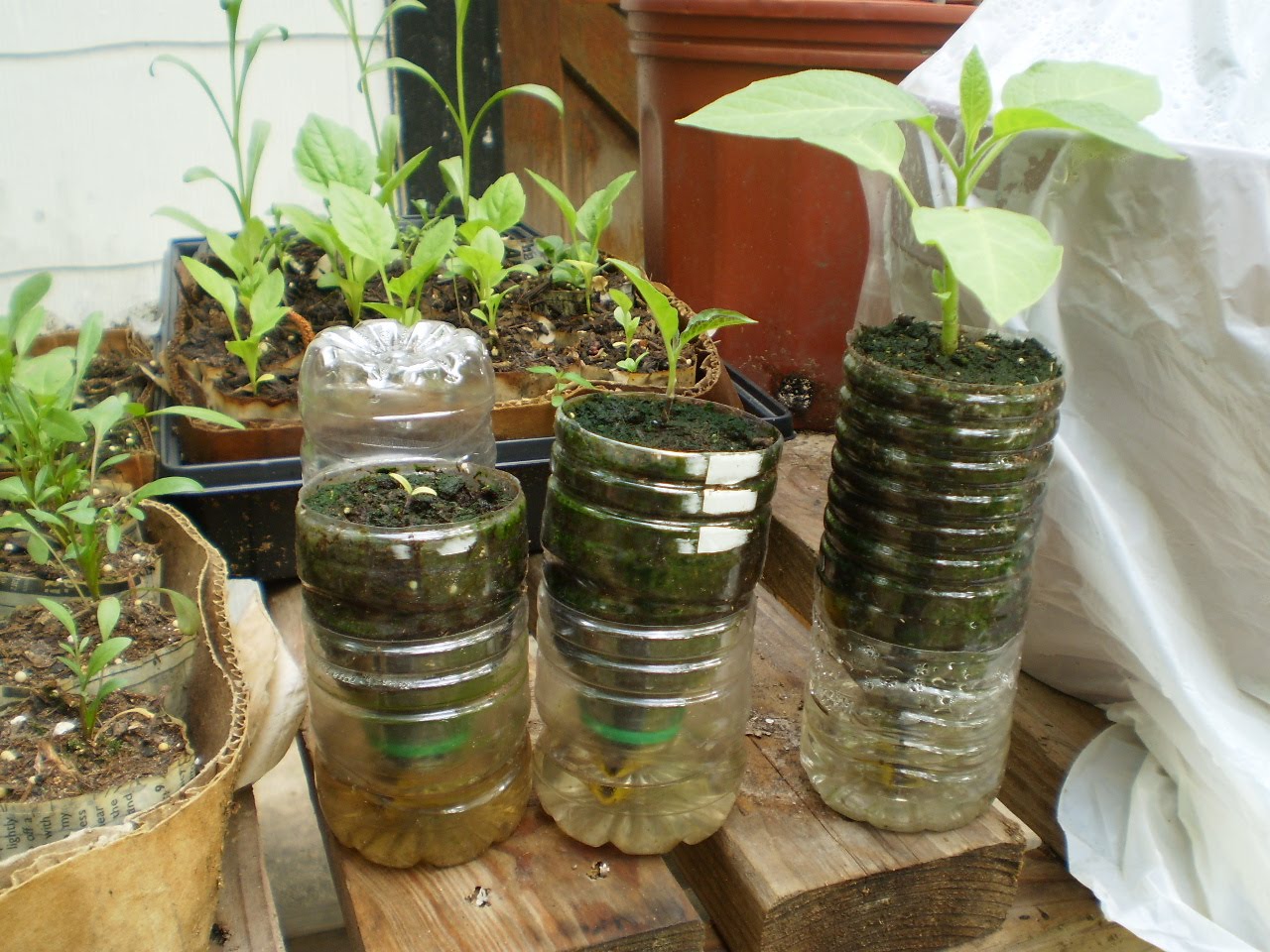 A Beginner's Garden: SIP planting experimentation