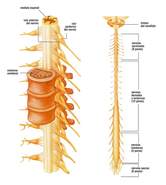 ENCONTRÉ EL OLIMPO BAJO MI CAMA: Un trasplante de médula para acabar ...