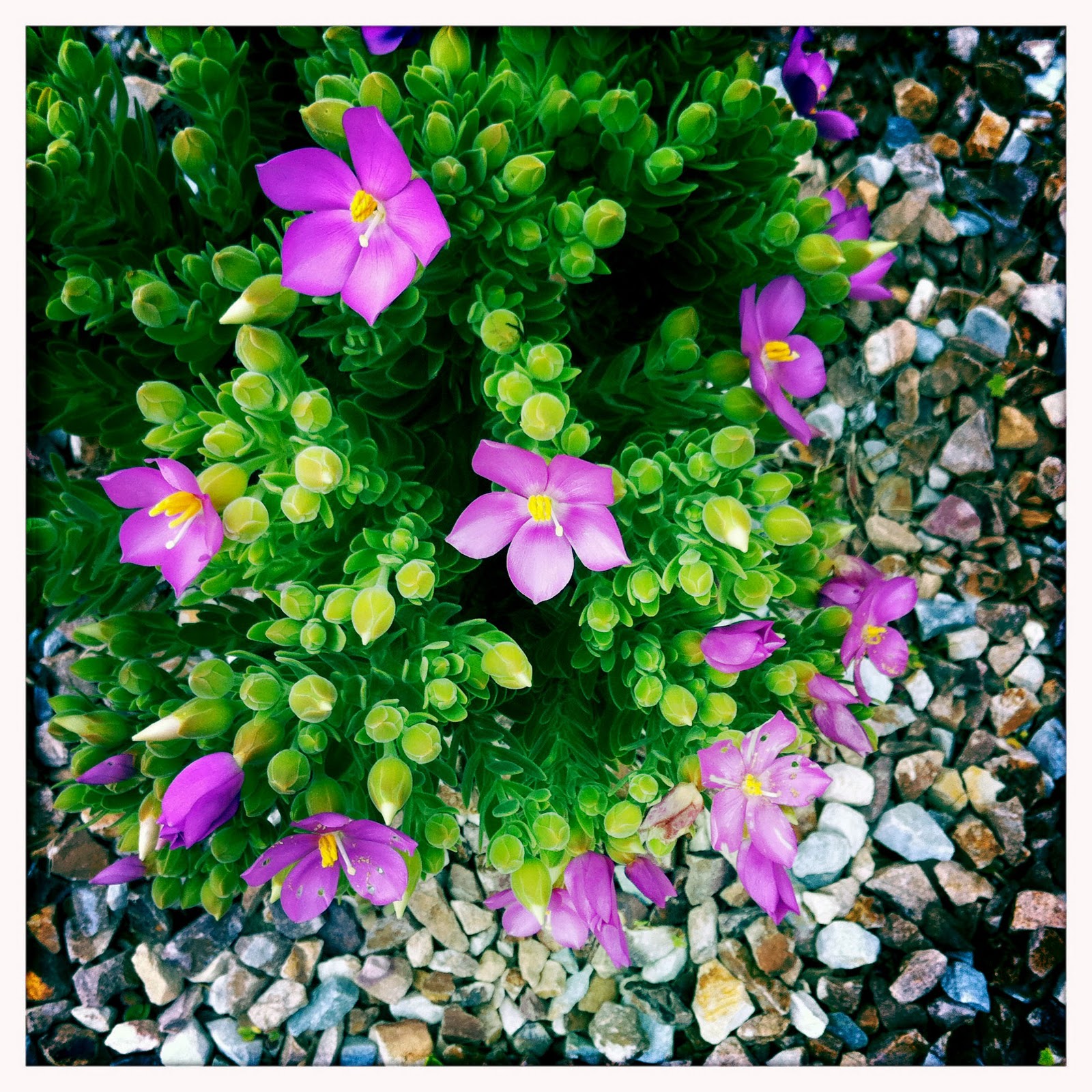 fotofanatic: Wildflowers and Dassies