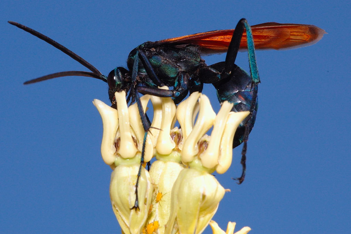 Just JoeP: Strafed By A Tarantula Hawk