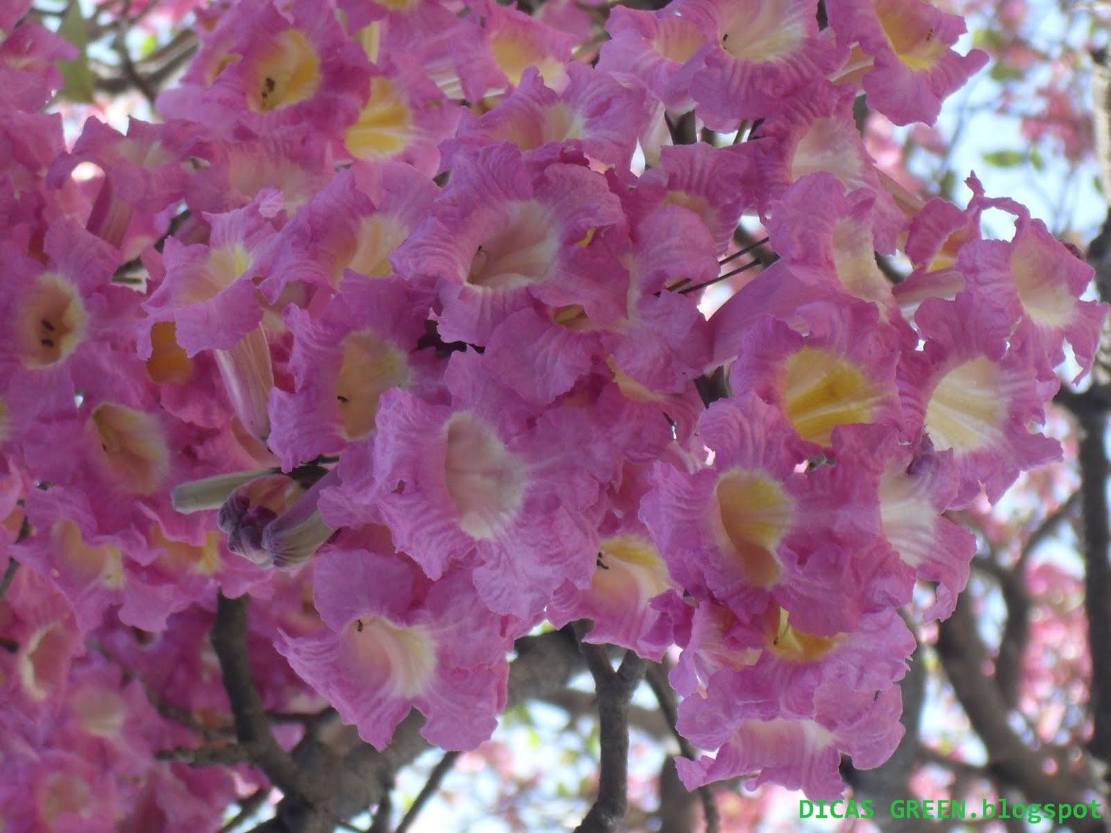 Flor do Ipê | DICAS GREEN