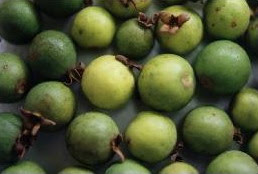 Plantas do Cerrado: Araçá