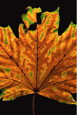 Dave Fathers Photos: Andy Small