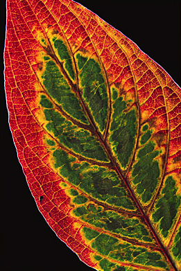 Dave Fathers Photos: Andy Small