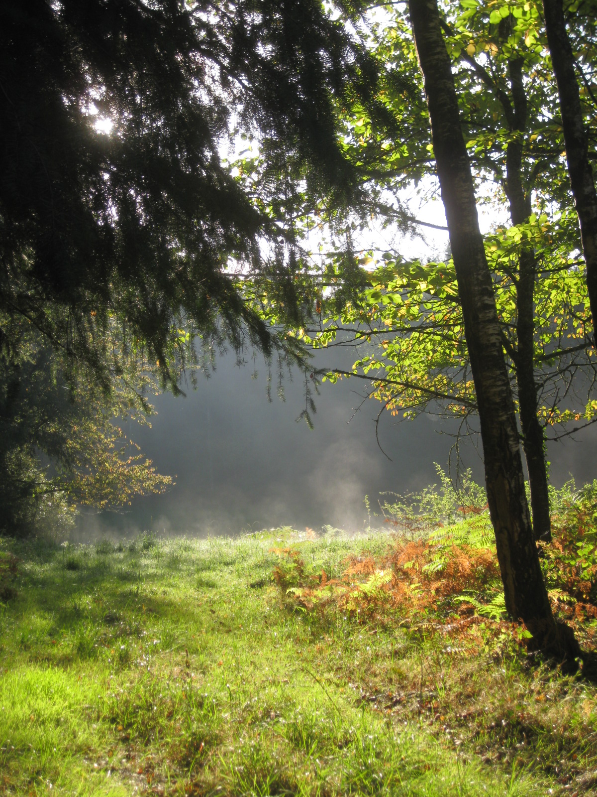 Saint-Priest les fougères, Parc Naturel Régional Périgord-Limousin ...