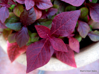 Cyathura prostrata | Native plants Garden