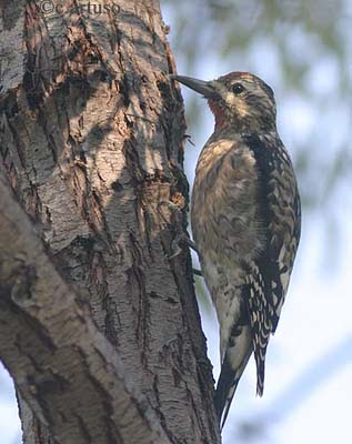 Christian Artuso: Birds, Wildlife: Yellow-bellied Sapsucker nest