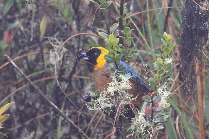 Christian Artuso: Birds, Wildlife: Peru: Part 4 - Descent into the ...