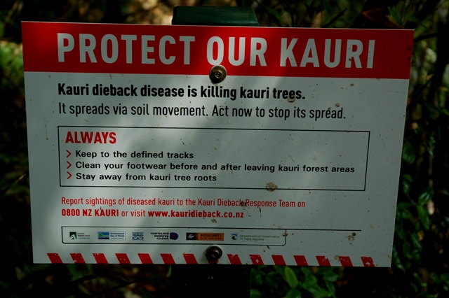 CattleClassQueen: Okura Bush Walk - North Auckland