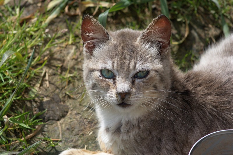 Silver Tabby Portrait Story - Feral Cat Photos of the day.