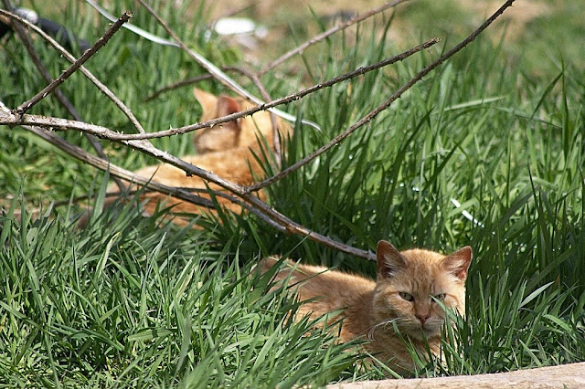 2 Orange Feral Cats - Feral Cat Photo of the Day