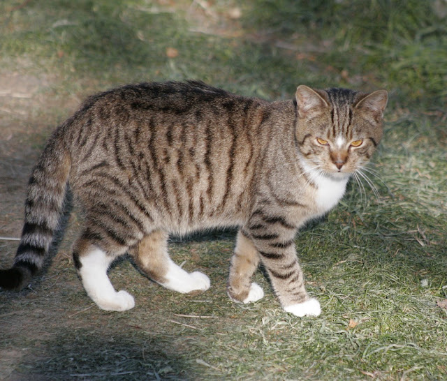 Young Tabby Tom - Feral Cat Photo of the Day