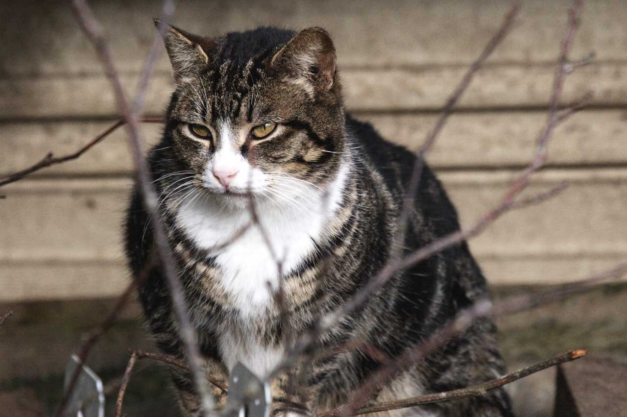 He's Bailey The Tabby Tux Cat