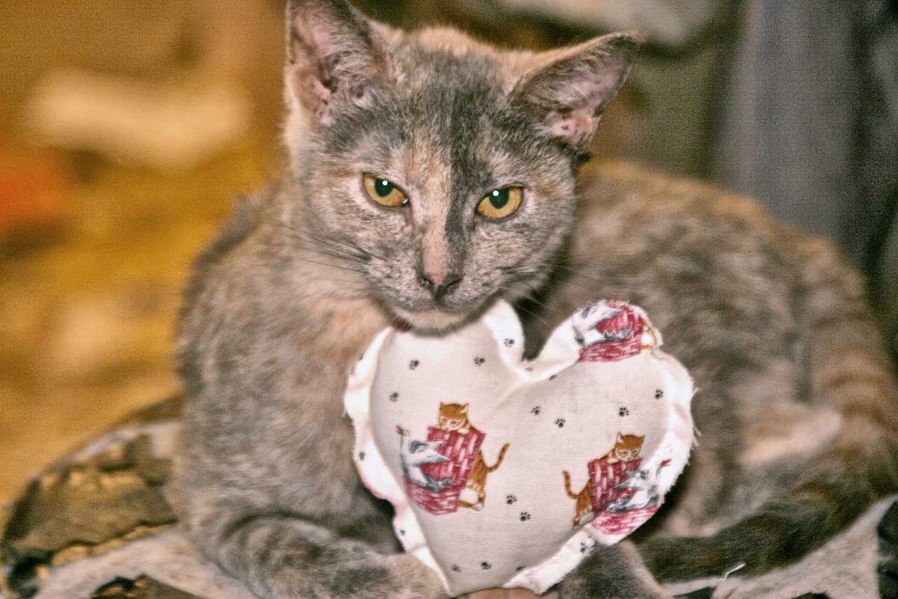 We Heart Dora The Explorer Kitten