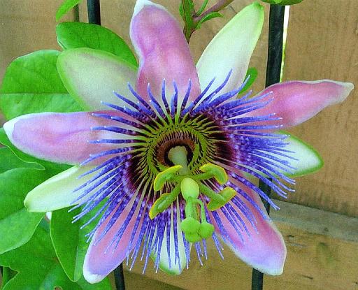 Photos of Nature: Photos Of Passion Flowers