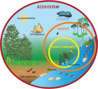 The Everything's Connected Project: The Study of Ecosystems (UMS)