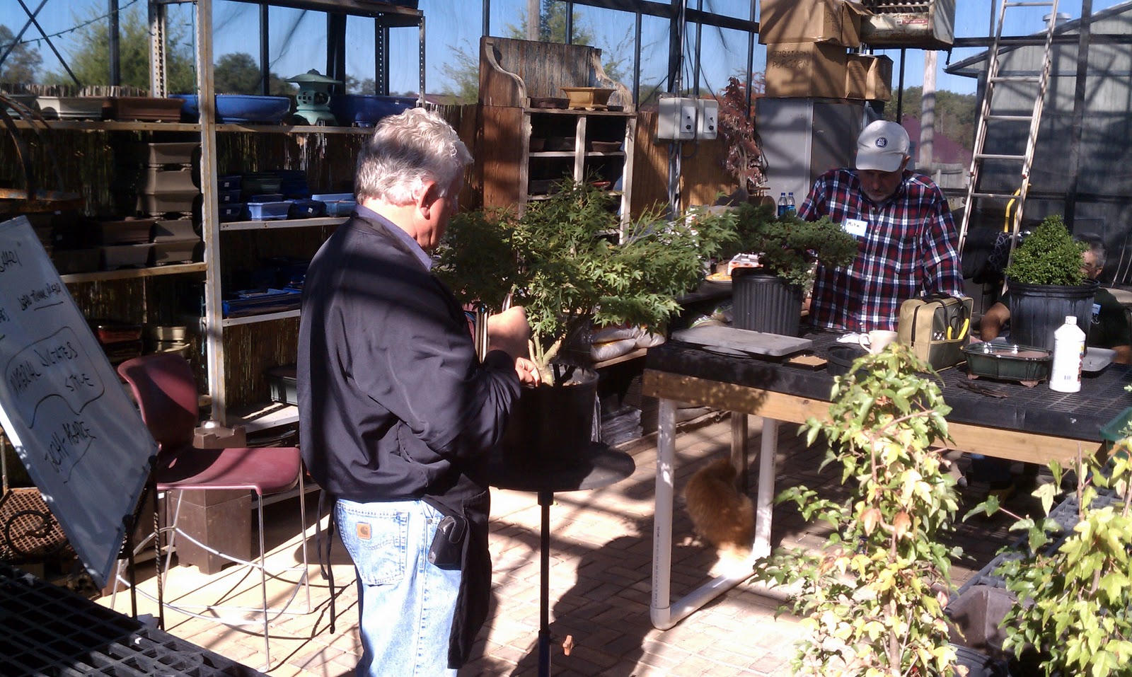 Bodhisattva Bonsai: 2010