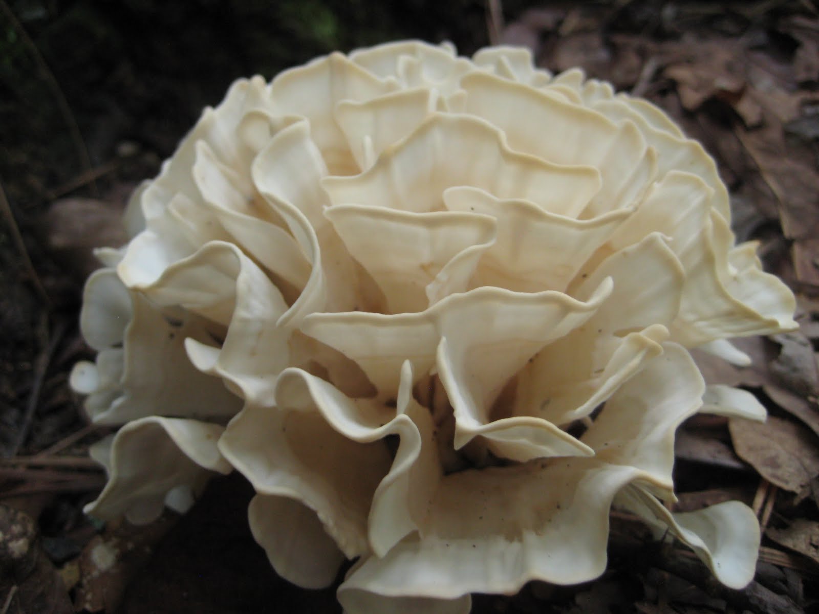 ATLANTA VEGGIES : Found Food: Cauliflower Mushroom