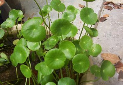 Pegaga (Centella asiatica) | Jualan Benih dan Koleksi Artikel Anak ...