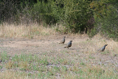 Lilly and the brothers: A Wilderness Adventure at the Santa Rosa Plateau