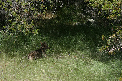 Lilly and the brothers: A Wilderness Adventure at the Santa Rosa Plateau