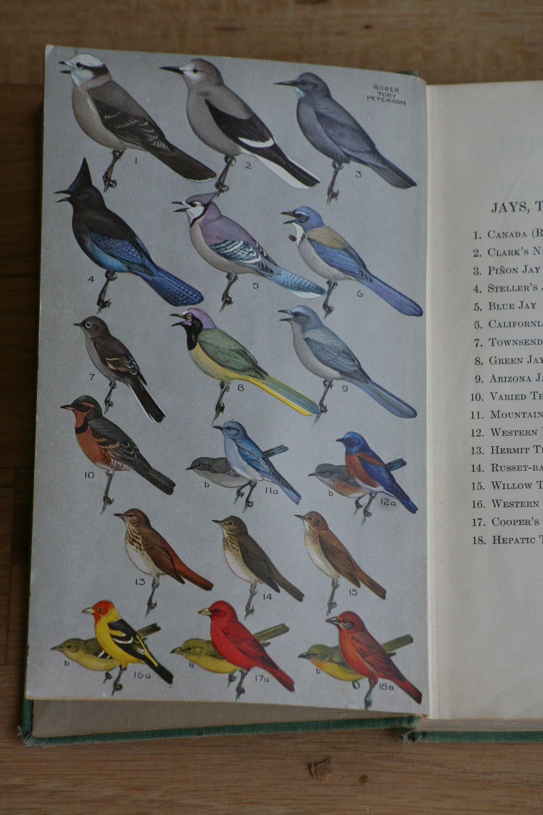 Picnics in the Park: Vintage Books: Field Guides