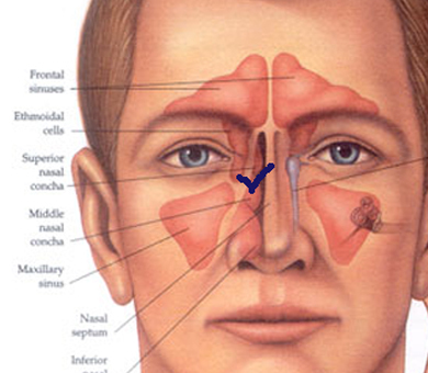 Anatomi dan Fisiologi pada Tubuh Manusia : Hidung dan Sistem Pernafasan