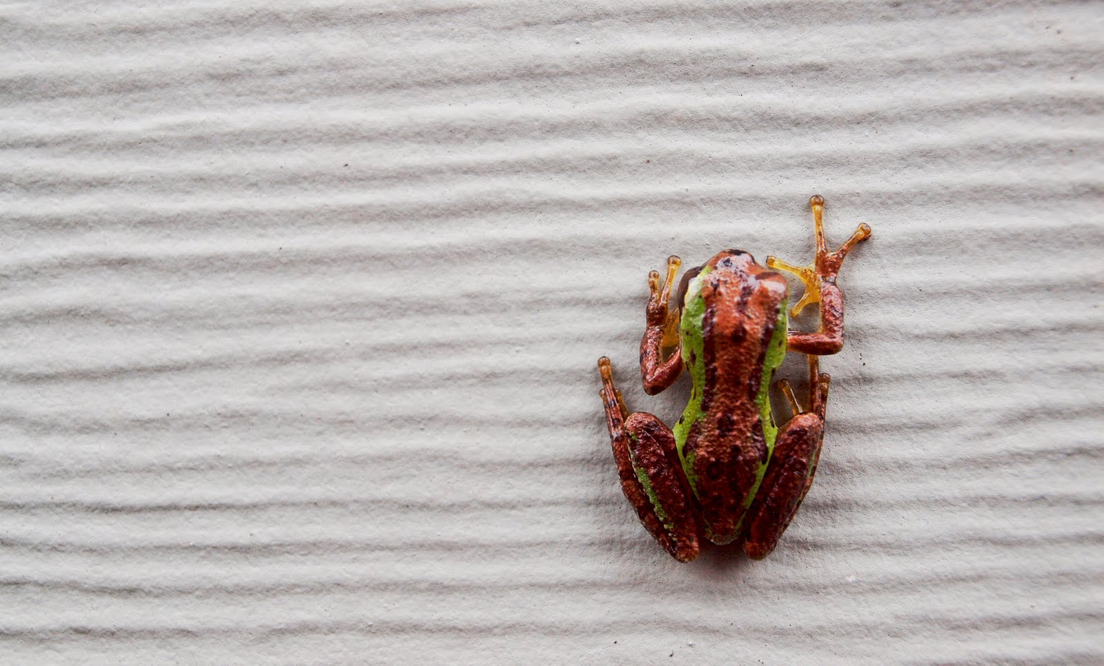 Matt Wilcox Photography: Striped Frog