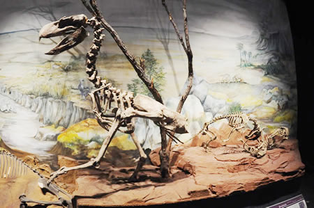 Era Mesozóica, Paleozóica y Precámbrica en el Museo Paleontológico en ...