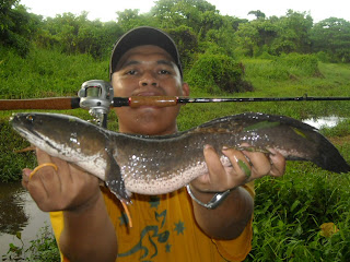 DARK ART CASTER ...The Malaysia amateur snakehead hunter: Haruan last ...