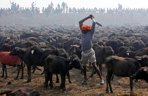 Animal Slaughter Festival In Nepal:LetzWave.BlogSpot.com