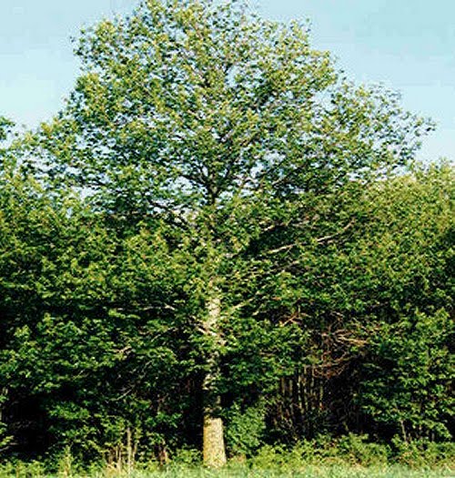 il Nostro paesaggio: IL CASTAGNO