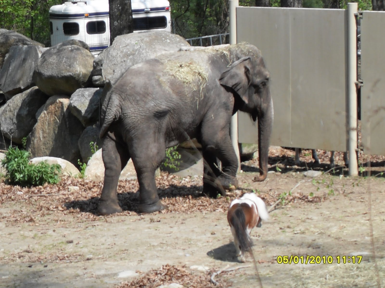 Ryan the lion: Southwick Zoo