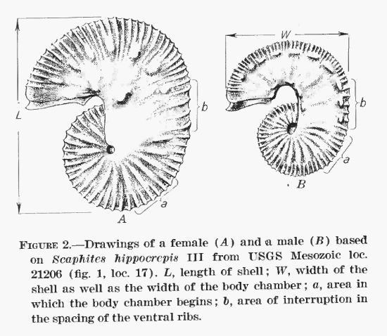Ammonoidea: Scaphites hippocrepis and S. leei