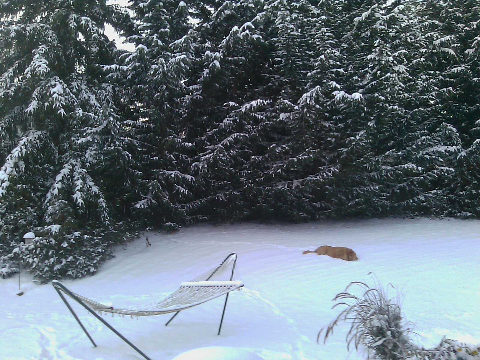 Barers of Maple Valley: Big Snowstorm Hits Seattle Area